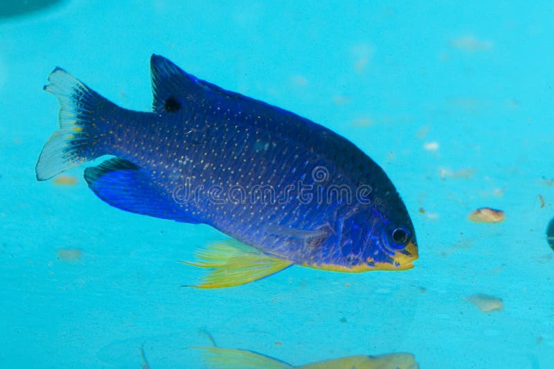 Blue Devil Damselfish in Aquarium Stock Image - Image of coral ...