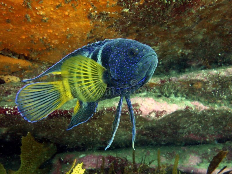 Red and Blue Devil's Face Modern Art, Black Background Wallpaper Stock ...