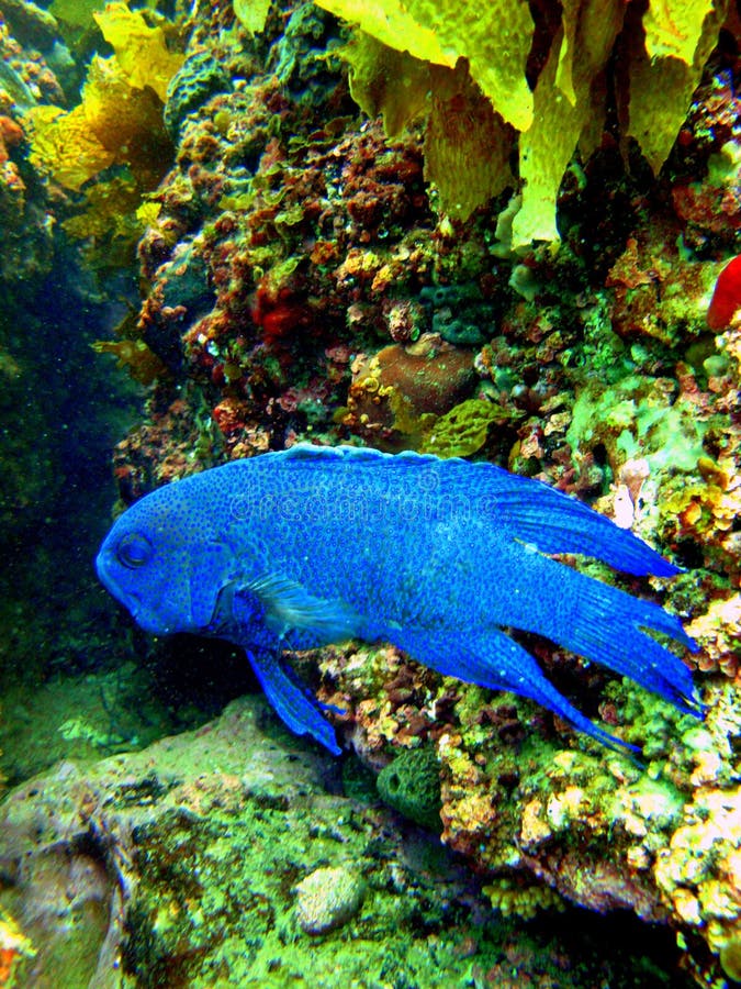 Blue devil fish stock image. Image of cyaneus, electric - 67092501