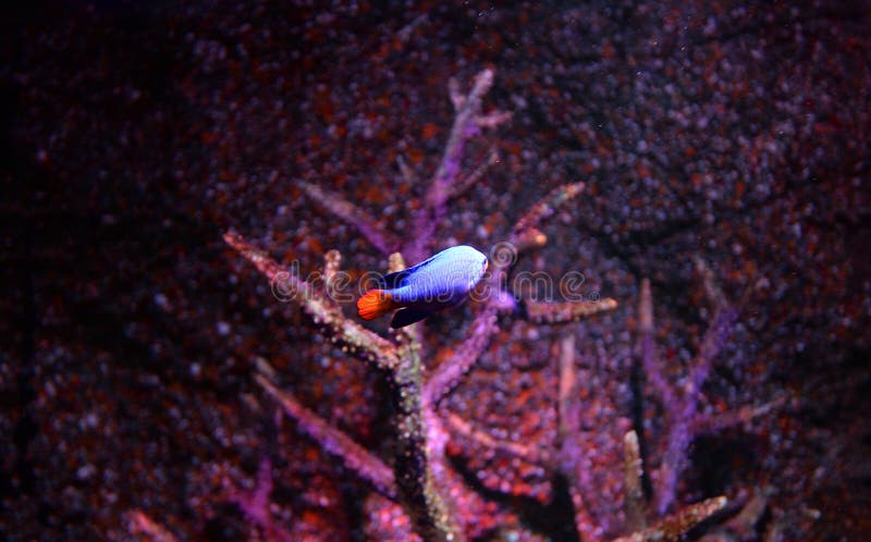 Blue devil fish stock photo. Image of active, diving - 67092576