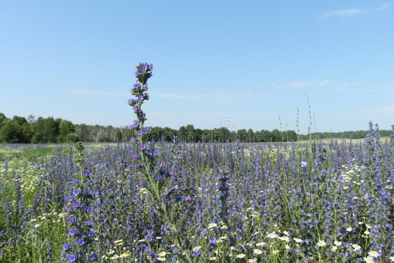 Blue devil flowers stock photo. Image of bugloss, glade - 47579348