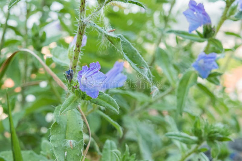 Vipers Bugloss Flower Blooming Outdoors Echium Vulgare Stock Image ...