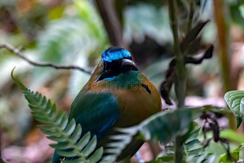 Blue Diademed Motmot, Momotus Lessonii, in a Tree Stock Photo - Image ...