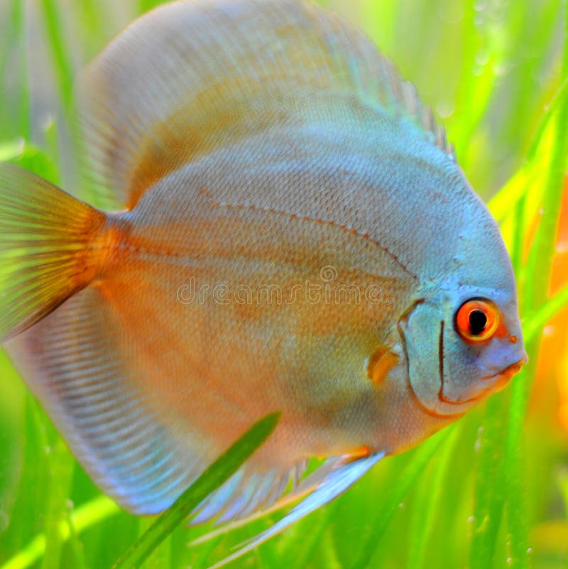 Blue Angelfish stock photo. Image of freshwater, south - 28382222
