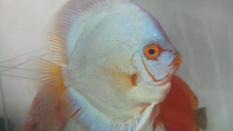 Blue Diamond Discus Fish in Aquarium Stock Image - Image of cichlid ...