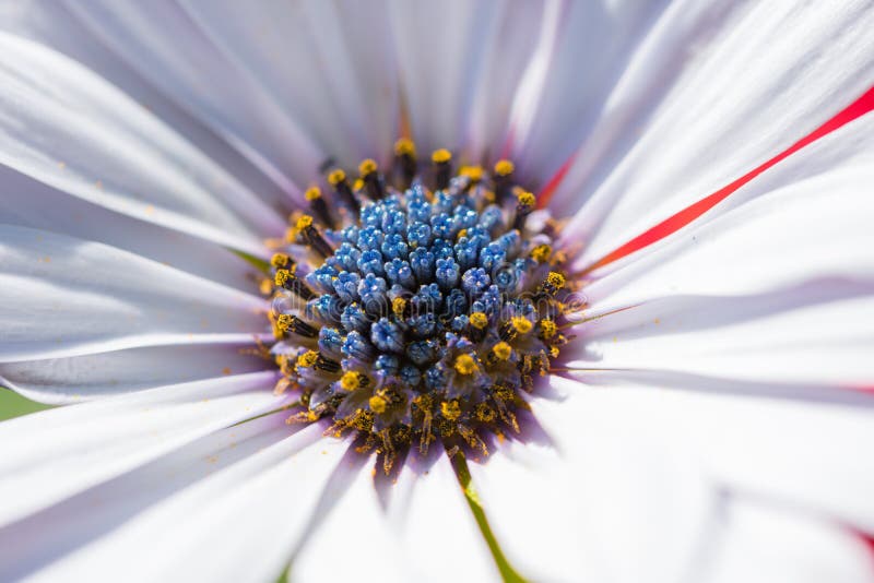 Blue Disc African Daisy with White Petals Stock Photo - Image of blue ...