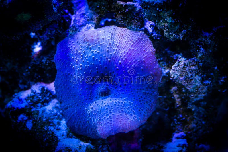 Discosoma Coral stock photo. Image of reef, anemone, tank - 31422386