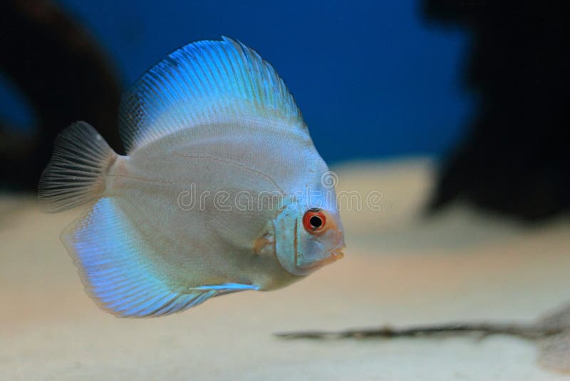Blue discus stock photo. Image of symphysodon, freshwater - 22083878