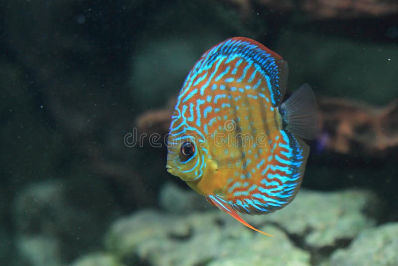 Blue Discus Aquarium Fish stock photo. Image of aquarium - 6953540