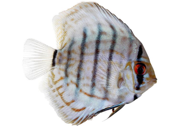 Blue spotted fish Discus stock image. Image of reef, beauty - 28529625