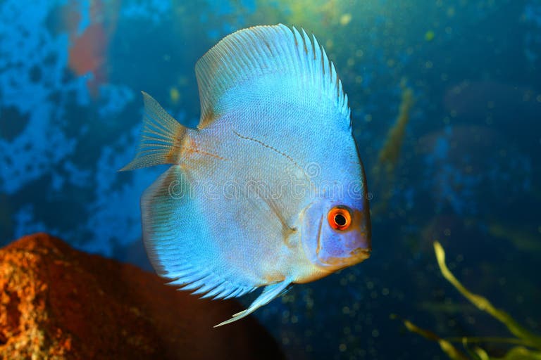 Blue discus stock image. Image of deep, green, colour - 9507821