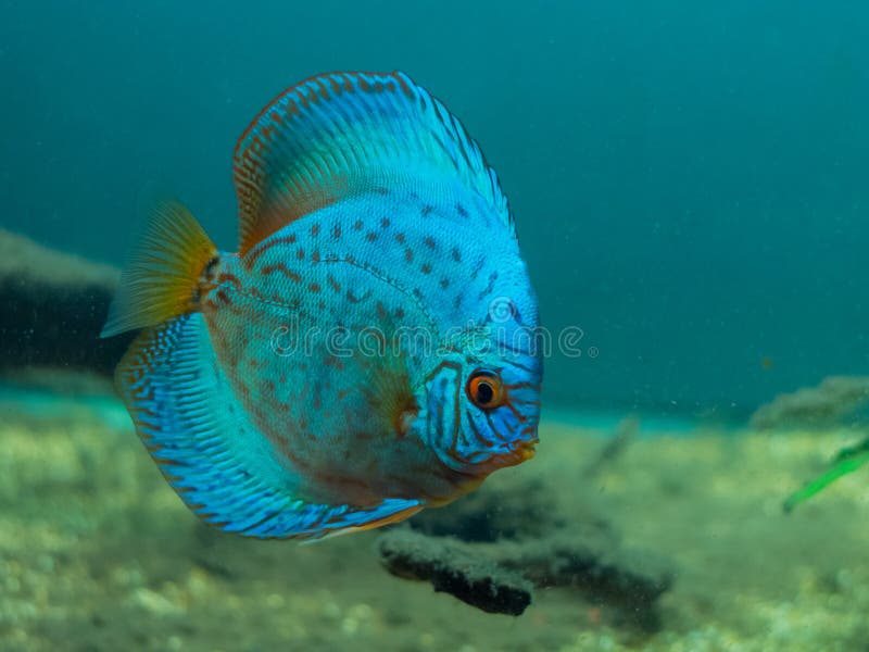 Blue discus stock photo. Image of fish, underwater, disc - 144557134