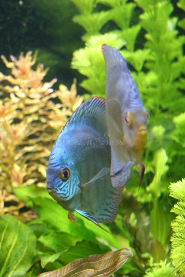 Blue Discus Aquarium Fish stock photo. Image of aquarium - 6953540