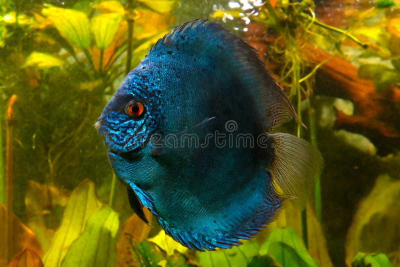 Blue Discus Fish in the Aquarium. Popular As Freshwater Aquarium Fish ...