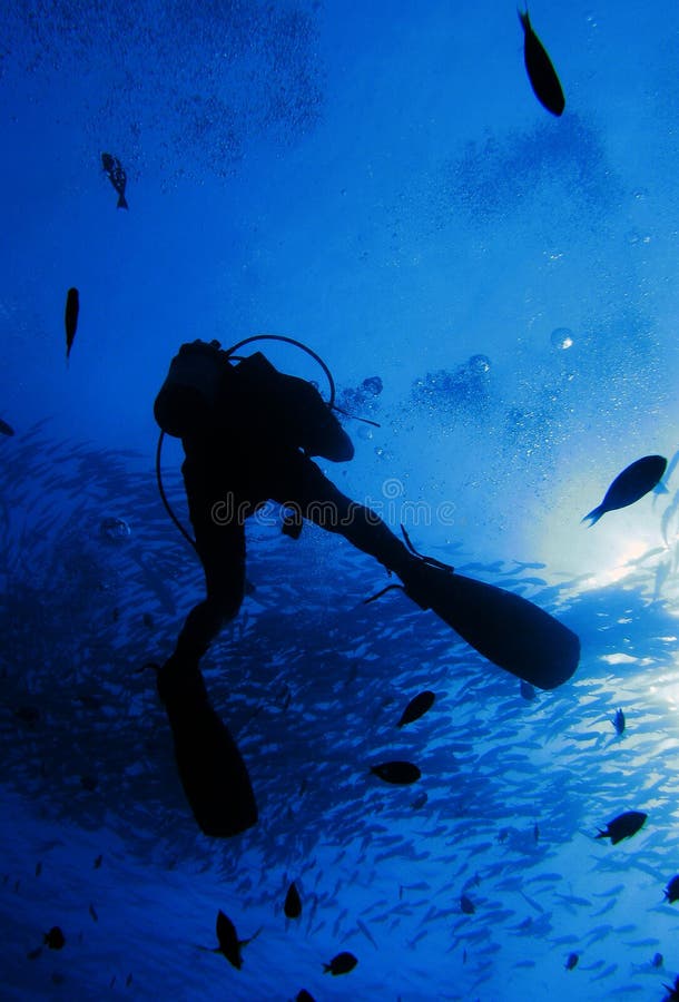 Blue Diver stock photo. Image of underwater, school, diver - 16237388