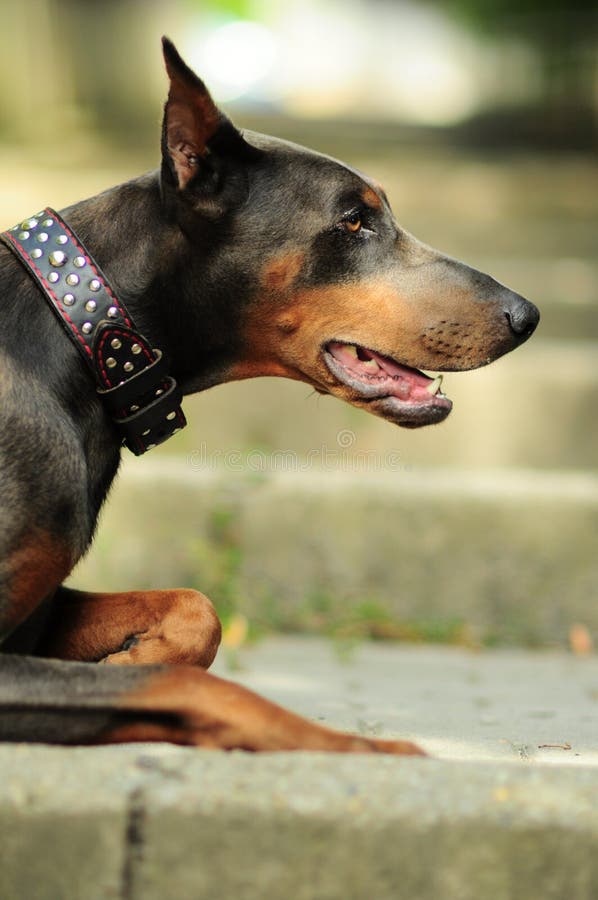 What Is A Blue Doberman