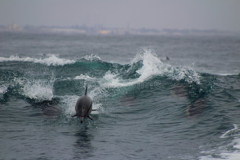 Blue Dolphin stock image. Image of california, pacific - 237574549