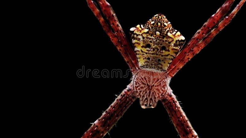 The Hawaiian Garden Spider Isolated on Black Background. Stock Image ...