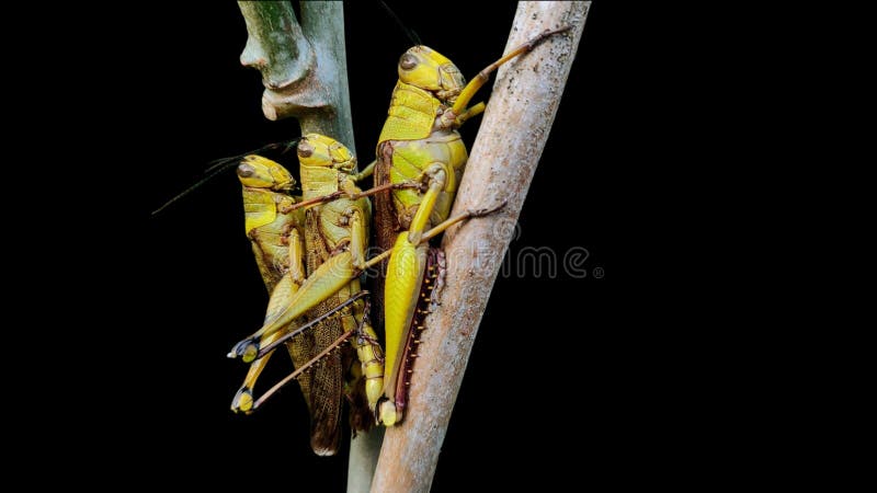 Multiple Mating Grasshoppers on a Cassava Tree Branch Stock Image ...