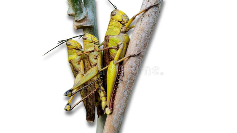 Multiple Grasshoppers are Mating on a Cassava Tree Branch. Stock Photo ...
