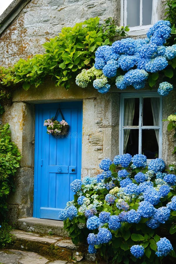 A Blue Door with a Bunch of Blue Flowers in Front of it Stock Image ...