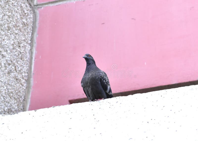 227 Most Beautiful White Dove Stock Photos - Free & Royalty-Free Stock ...