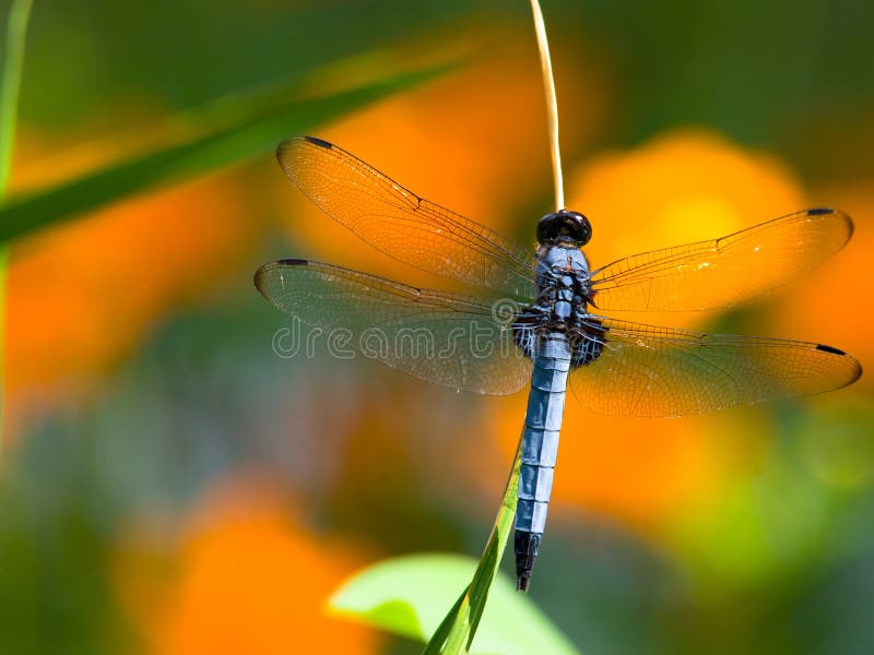 Blue Dragon Fly - Common Skimmer Stock Photo - Image of resting ...