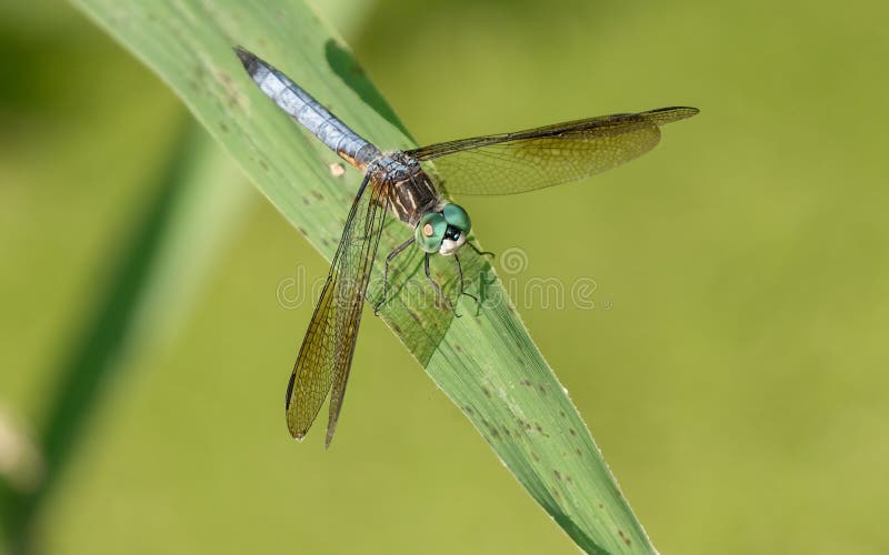 Blue Dragon Fly Has Landed on a Leaf Nearby Stock Image - Image of ...