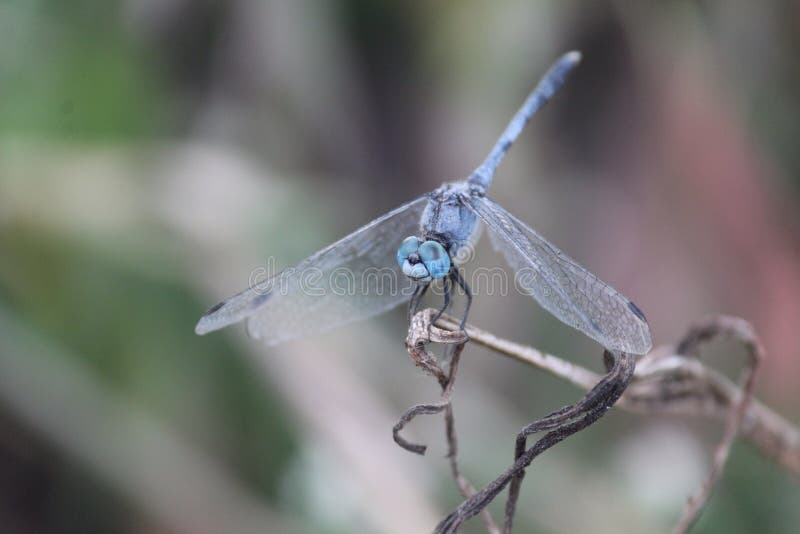 Blue dragon fly stock photo. Image of dragon, blue, wallpaper - 51116358