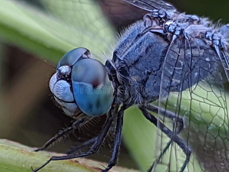The Blue Dragon Fly Stand on the Weed Stock Photo - Image of wing, blue ...