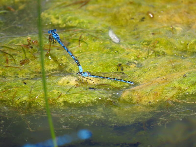 Dragonfly Chrysalis Stock Photos - Free & Royalty-Free Stock Photos ...