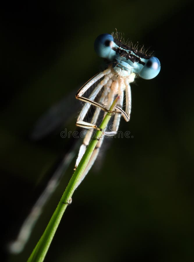 Blue dragonfly face stock image. Image of leaf, arthropod - 10369639