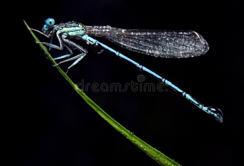 Blue dragonfly face stock image. Image of leaf, arthropod - 10369639