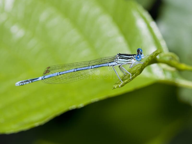 Blue dragonfly stock image. Image of garden, speed, freedom - 11741863