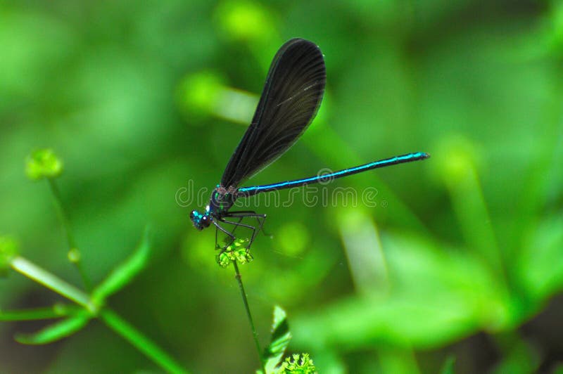 Blue Dragonfly stock photo. Image of feed, feeding, small - 14592382