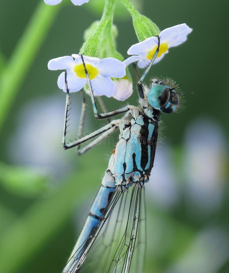 Blue dragonfly stock image. Image of rest, nature, closeup - 14620179