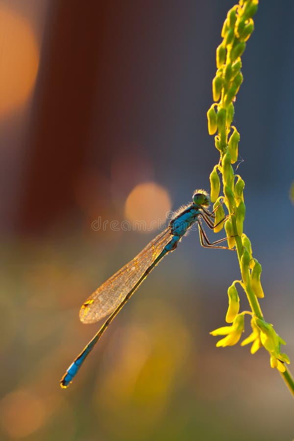 Blue Dragonfly stock image. Image of dragonfies, bugs - 19885501