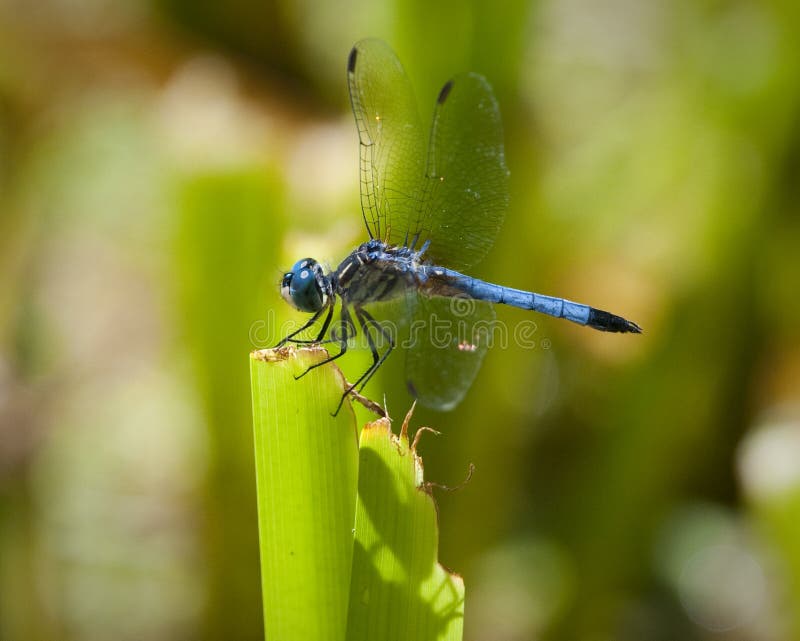 Blue Winged Dragonfly stock photo. Image of blue, borneo - 30959832