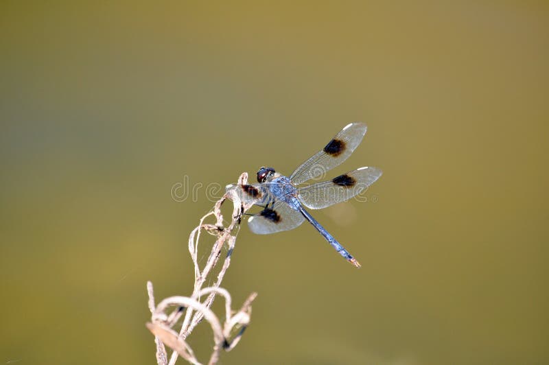 Blue dragonfly stock photo. Image of translucent, insect - 9697226