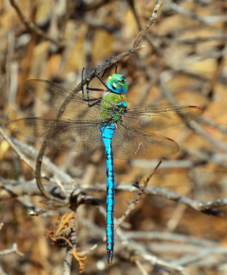 Blue Dragonfly Anax Imperator Stock Image - Image of dragonfly ...