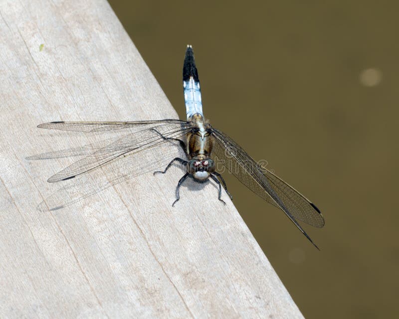 Blue dragonfly stock photo. Image of nature, light, blue - 30938976