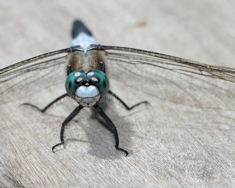 Blue dragonfly stock image. Image of insect, perched - 31385229