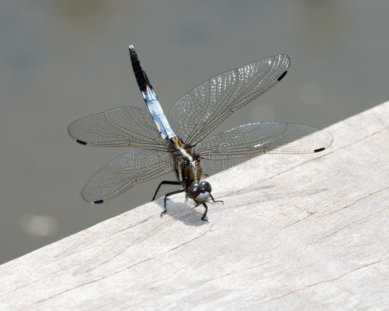 Blue dragonfly stock image. Image of hunter, dragonfly - 30938955
