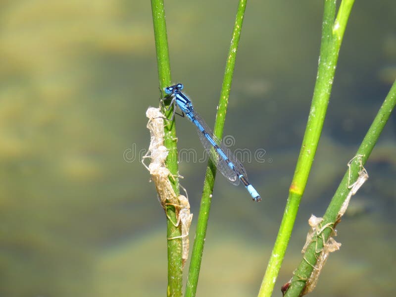Dragonfly Chrysalis Stock Photos - Free & Royalty-Free Stock Photos ...