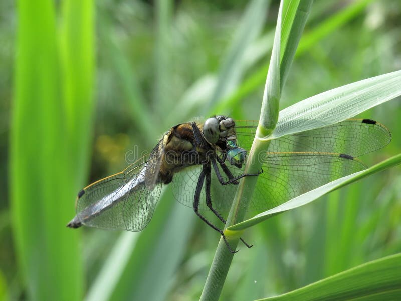 Dragonfly eating a fly stock photo. Image of hover, details - 27768902