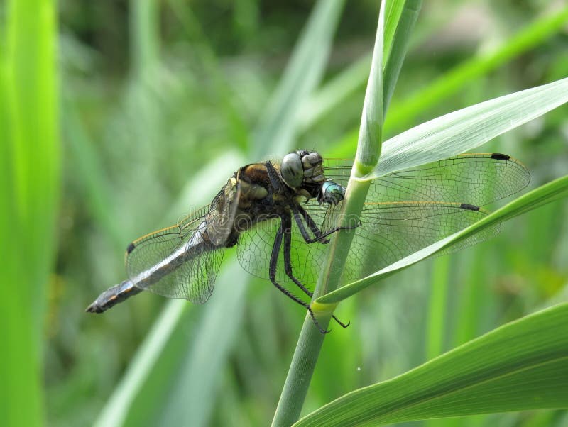 Blue dragonfly eating stock image. Image of odonata, stream - 42853993