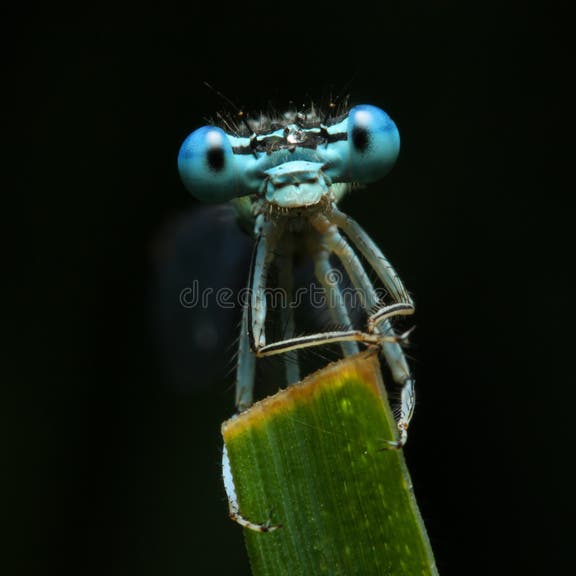 Blue dragonfly face stock image. Image of leaf, arthropod - 10369639
