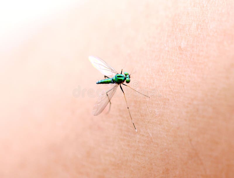 Dragonfly on finger stock image. Image of wildlife, dragonfly - 1009813