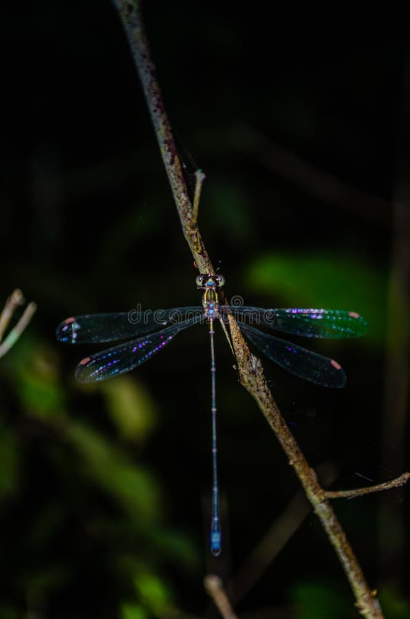 Blue Dragonfly on Tree Branch with Dark Background Stock Photo - Image ...