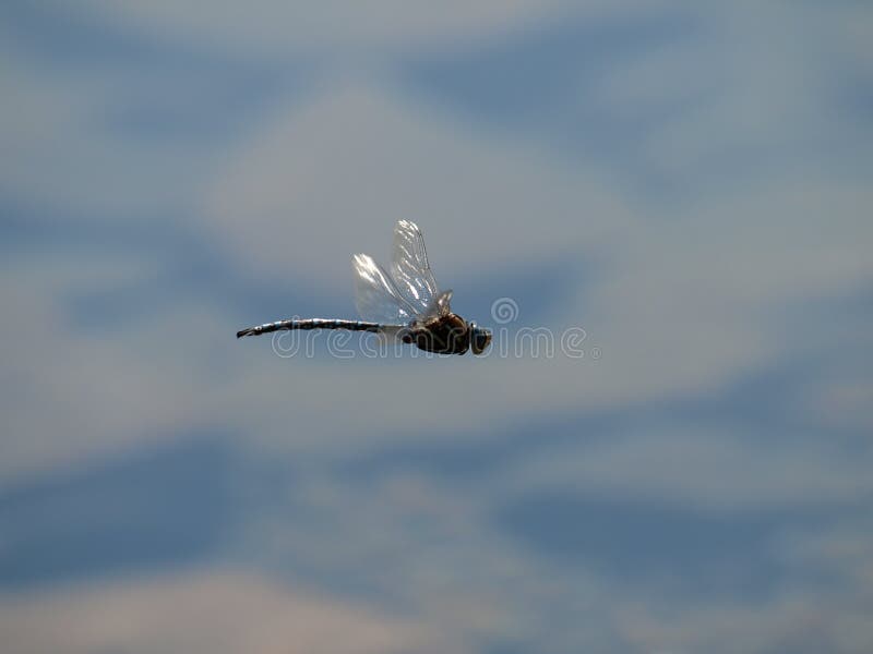 Blue Dragonfly Caught in Flight Stock Photo - Image of flight, caught ...